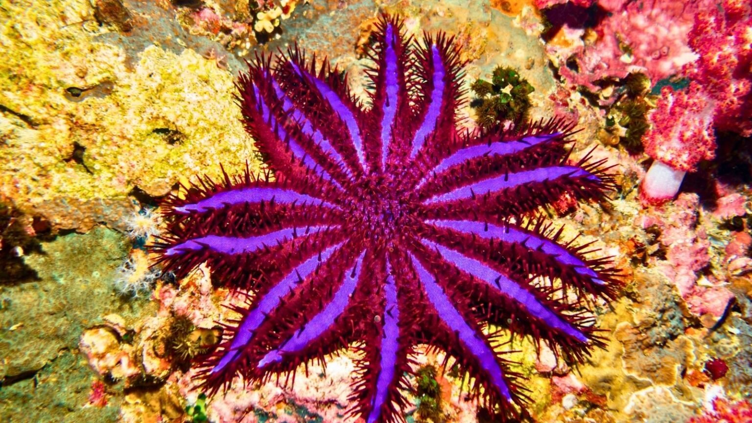 The Secret Life of Starfish - Interessia Magazine